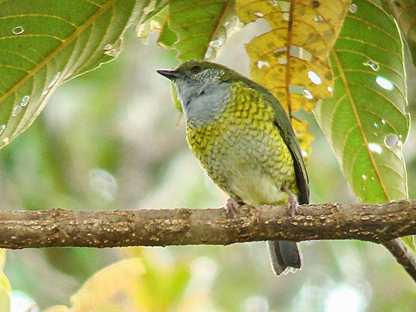 Tit Berrypecker - eBird
