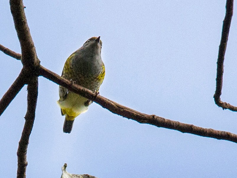 Tit Berrypecker - eBird
