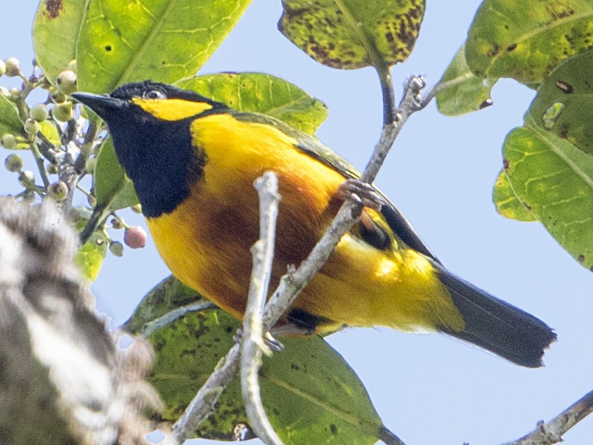 Tit Berrypecker - eBird