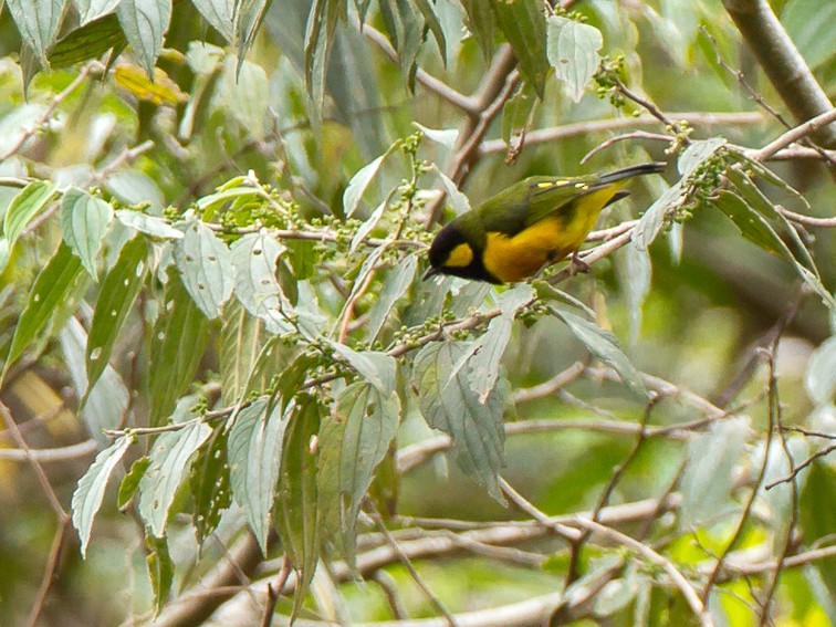 Tit Berrypecker - eBird