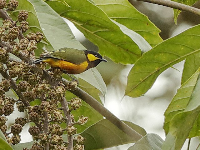 Photos - Tit Berrypecker - Oreocharis arfaki - Birds of the World