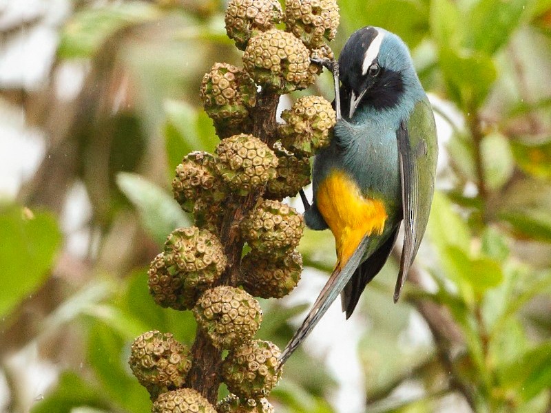 Eastern/Western Crested Berrypecker - eBird