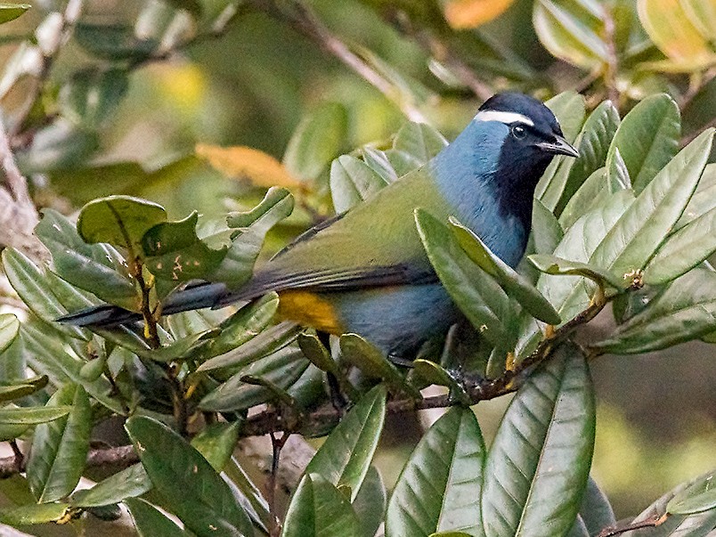 Crested Berrypecker - eBird