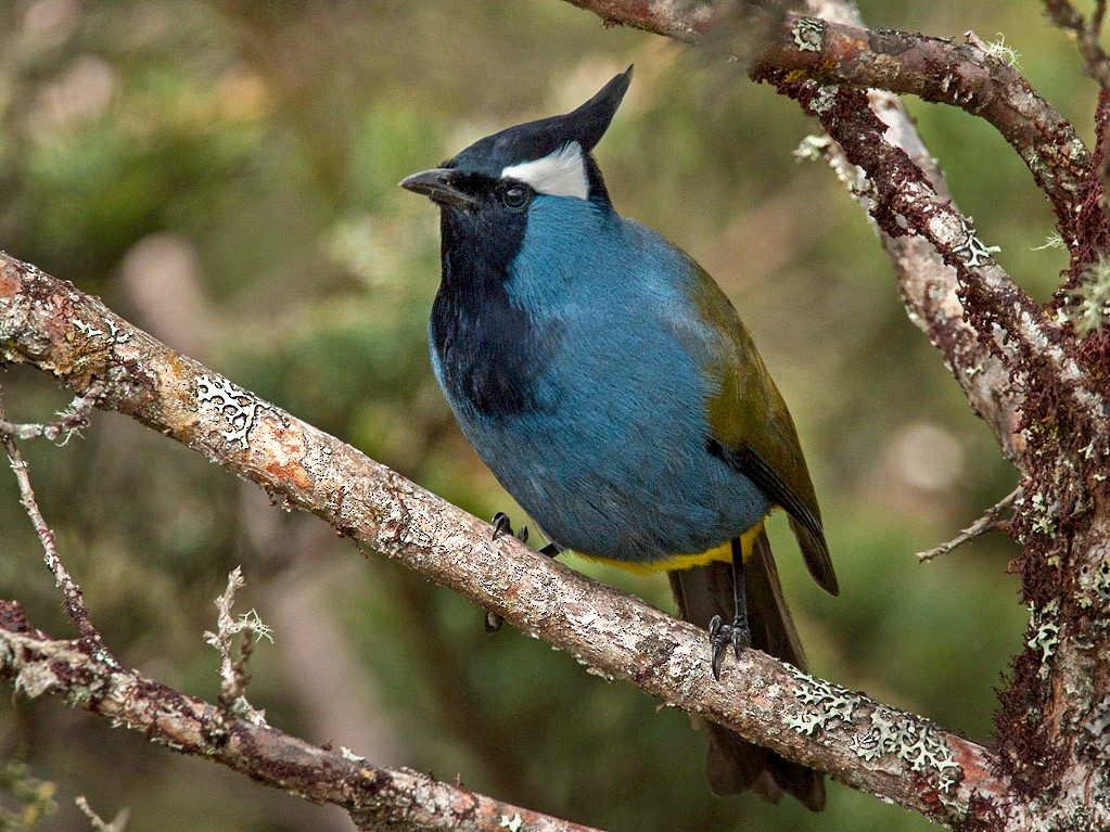 Crested Berrypecker - eBird