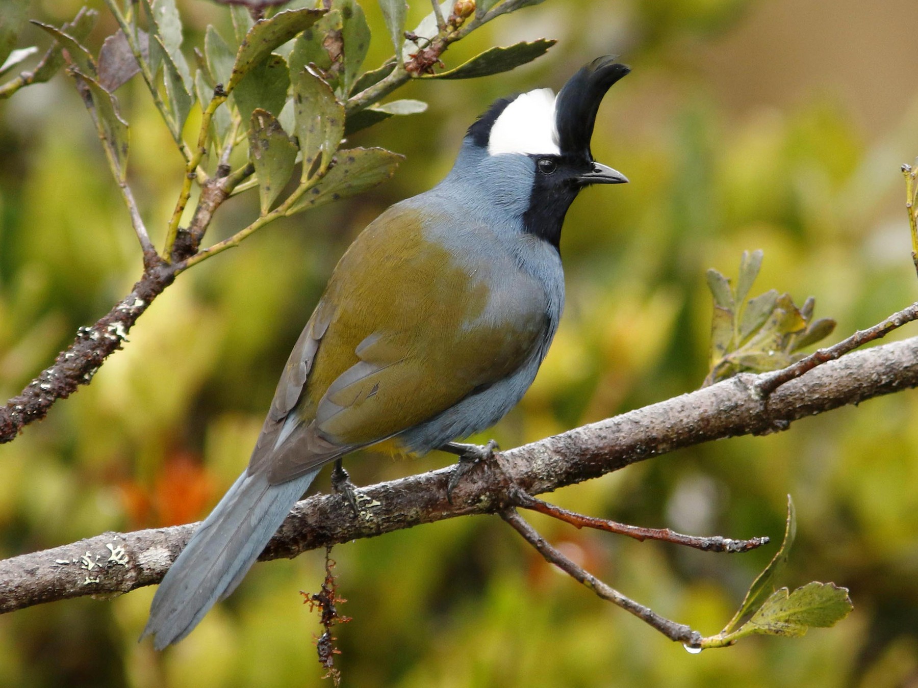 Crested Berrypecker - eBird