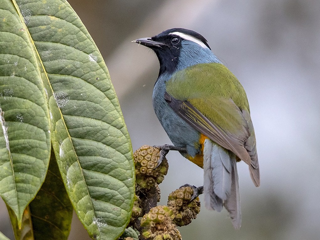 Crested Berrypecker - eBird