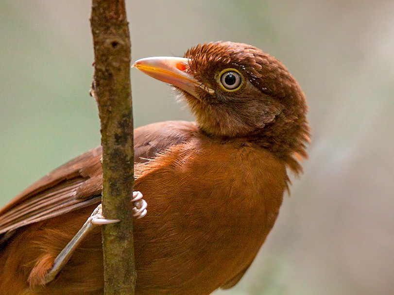 Rusty Pitohui - eBird