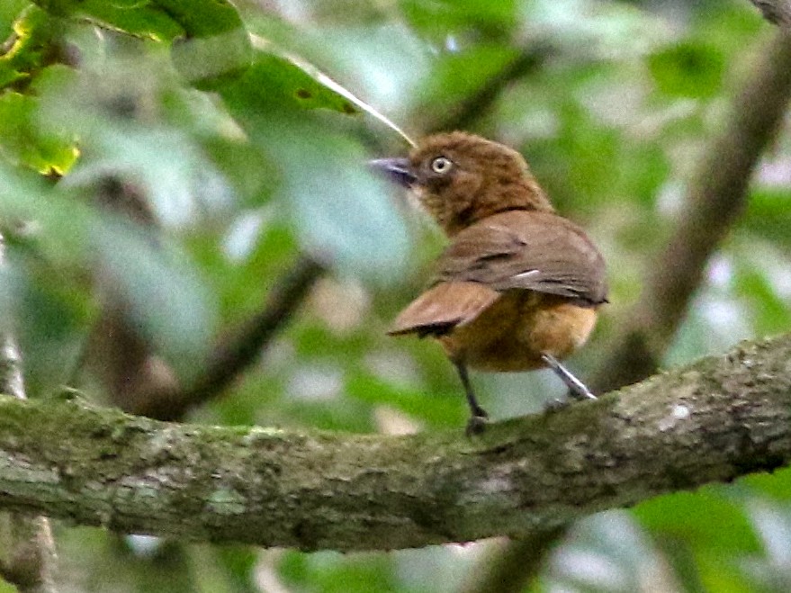 Rusty Pitohui - eBird