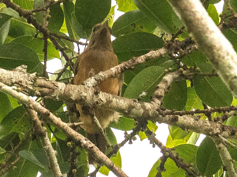 Rusty Pitohui - eBird