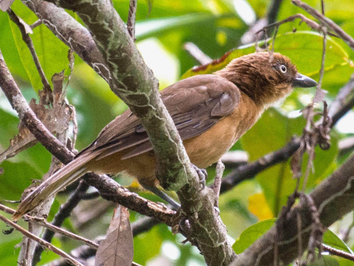 Rusty Pitohui - eBird