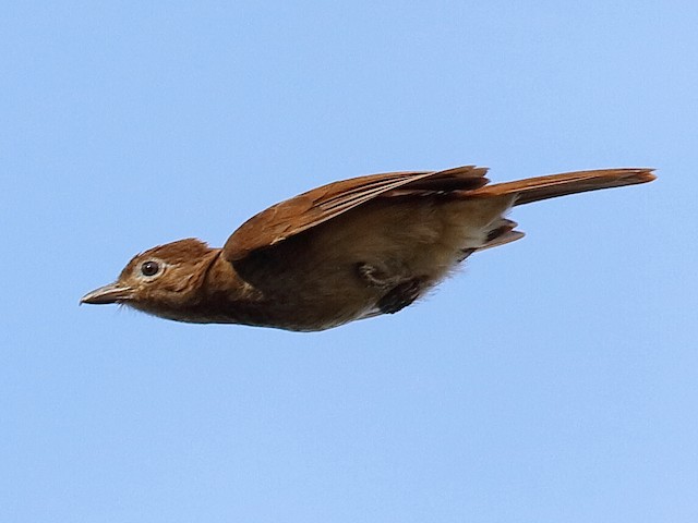 Rusty Pitohui