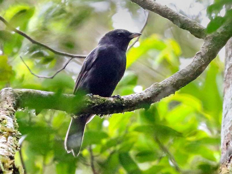 Black Pitohui - eBird