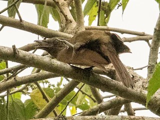 Black Pitohui - eBird