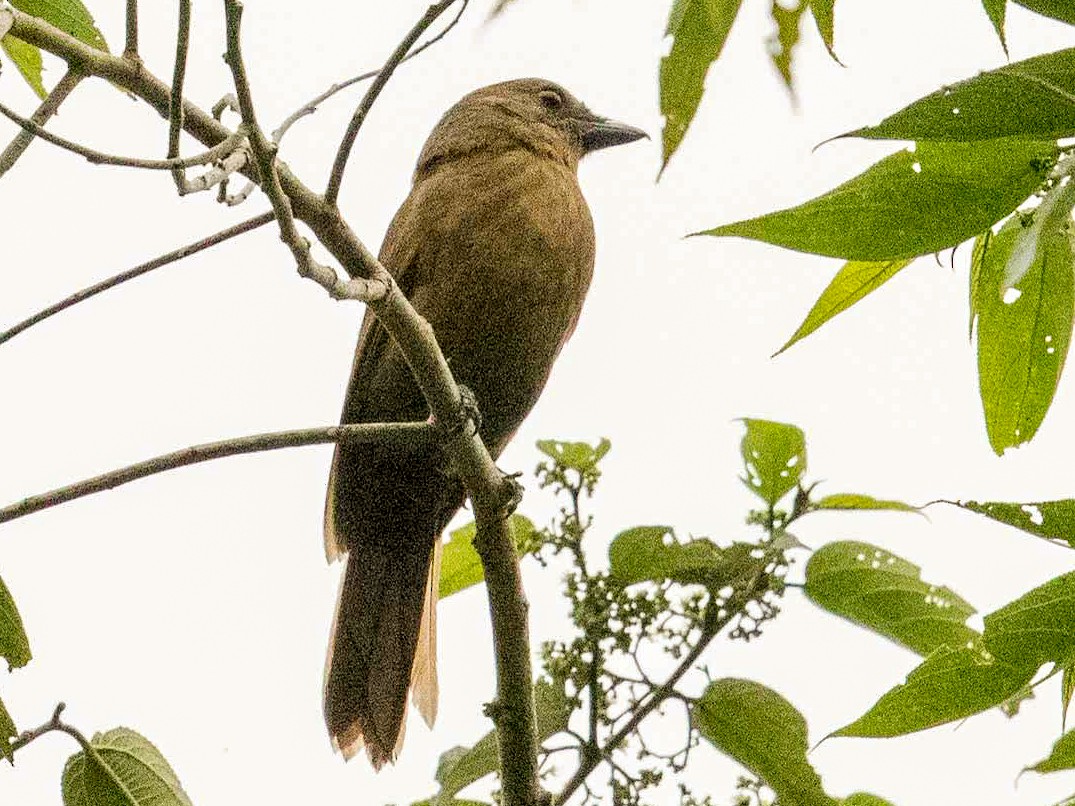 Black Pitohui - eBird