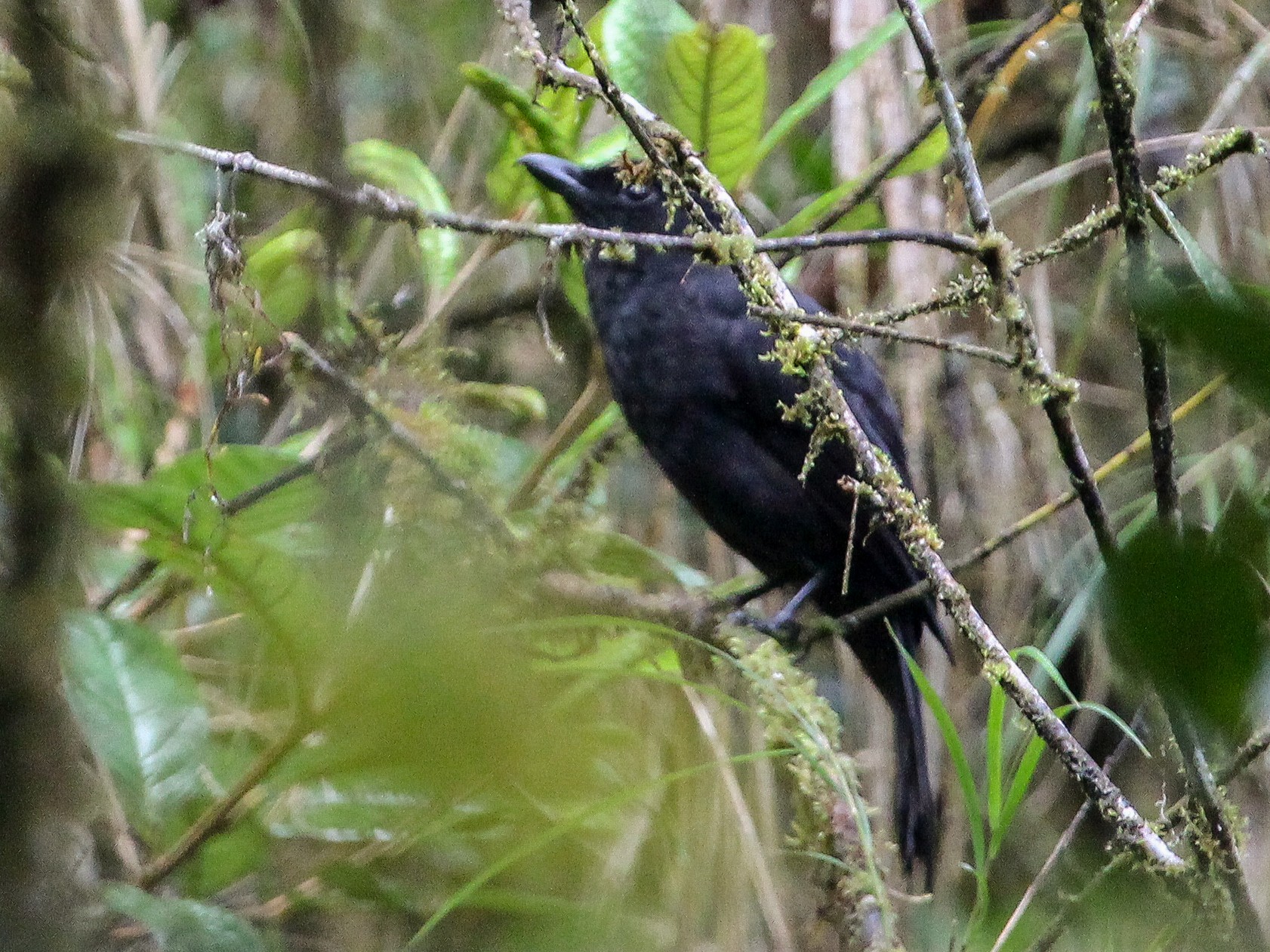 Black Pitohui - eBird