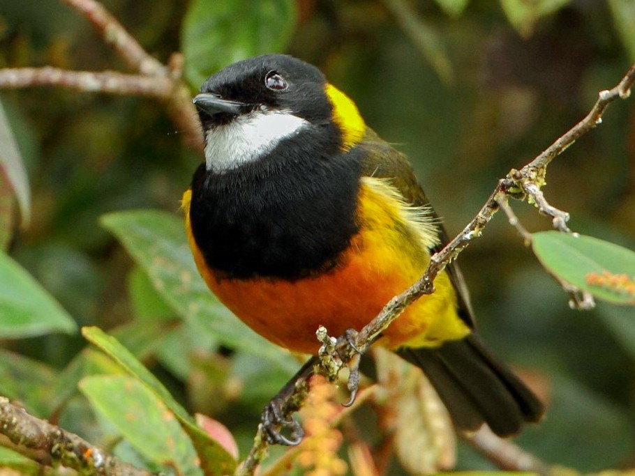 Silbador de Schlegel - eBird