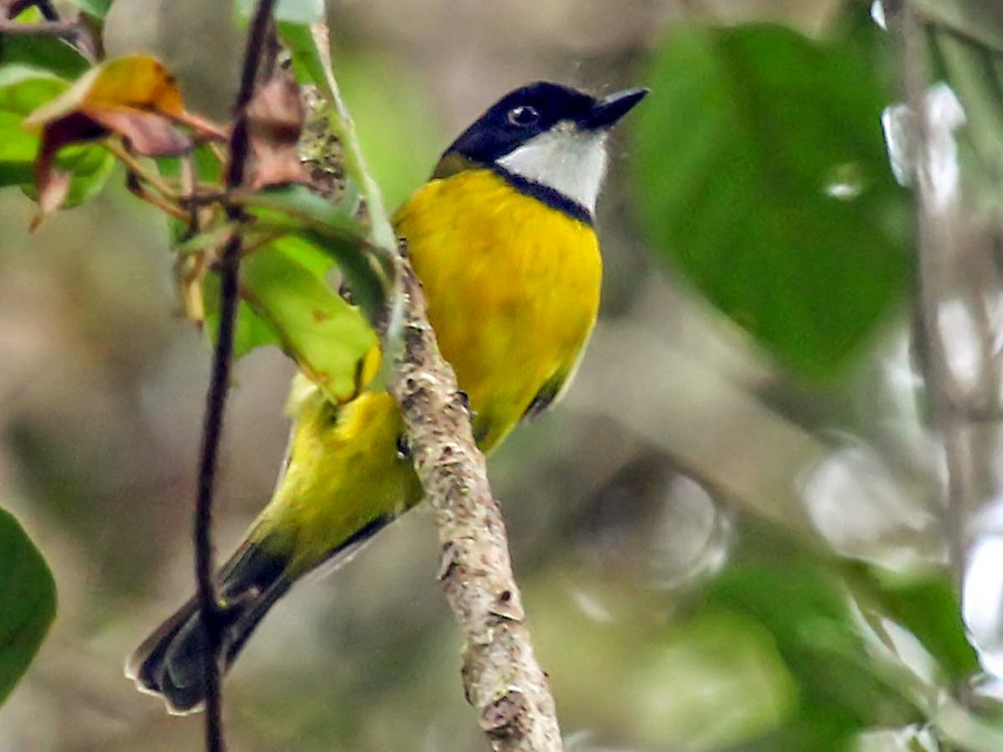 Sclater's Whistler - eBird