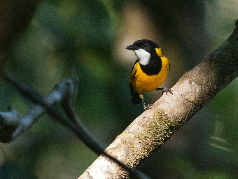 Silbador de Bismarck - eBird