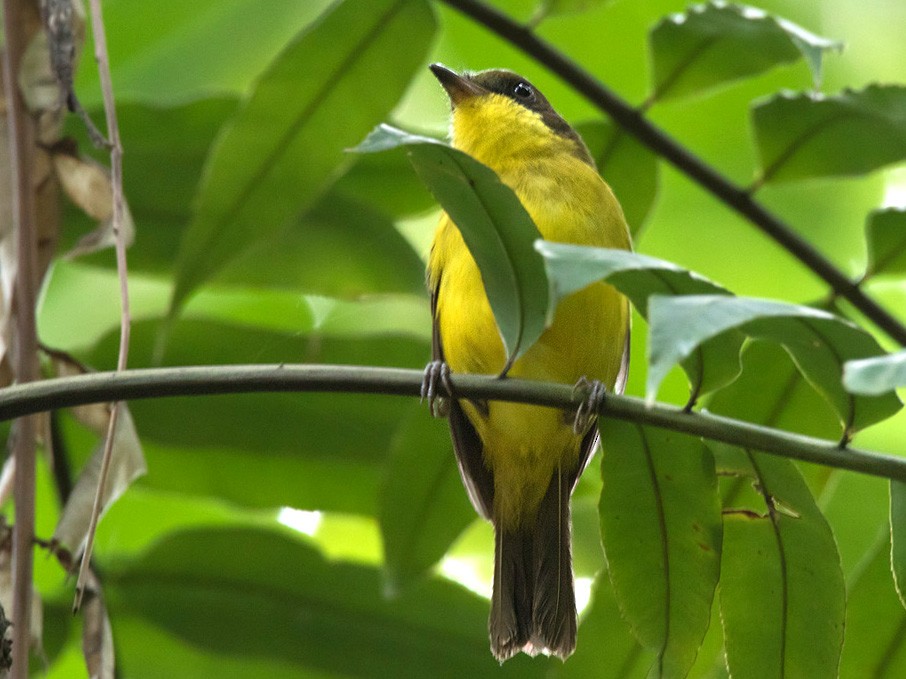 Silbador Oriolino - eBird
