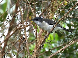 Brown-backed Whistler - eBird
