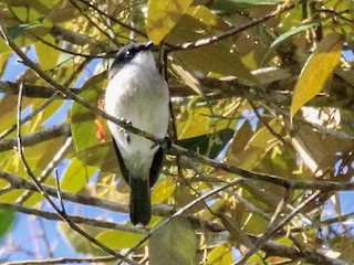 Brown-backed Whistler - eBird
