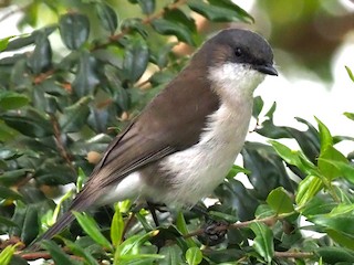 Brown-backed Whistler - eBird
