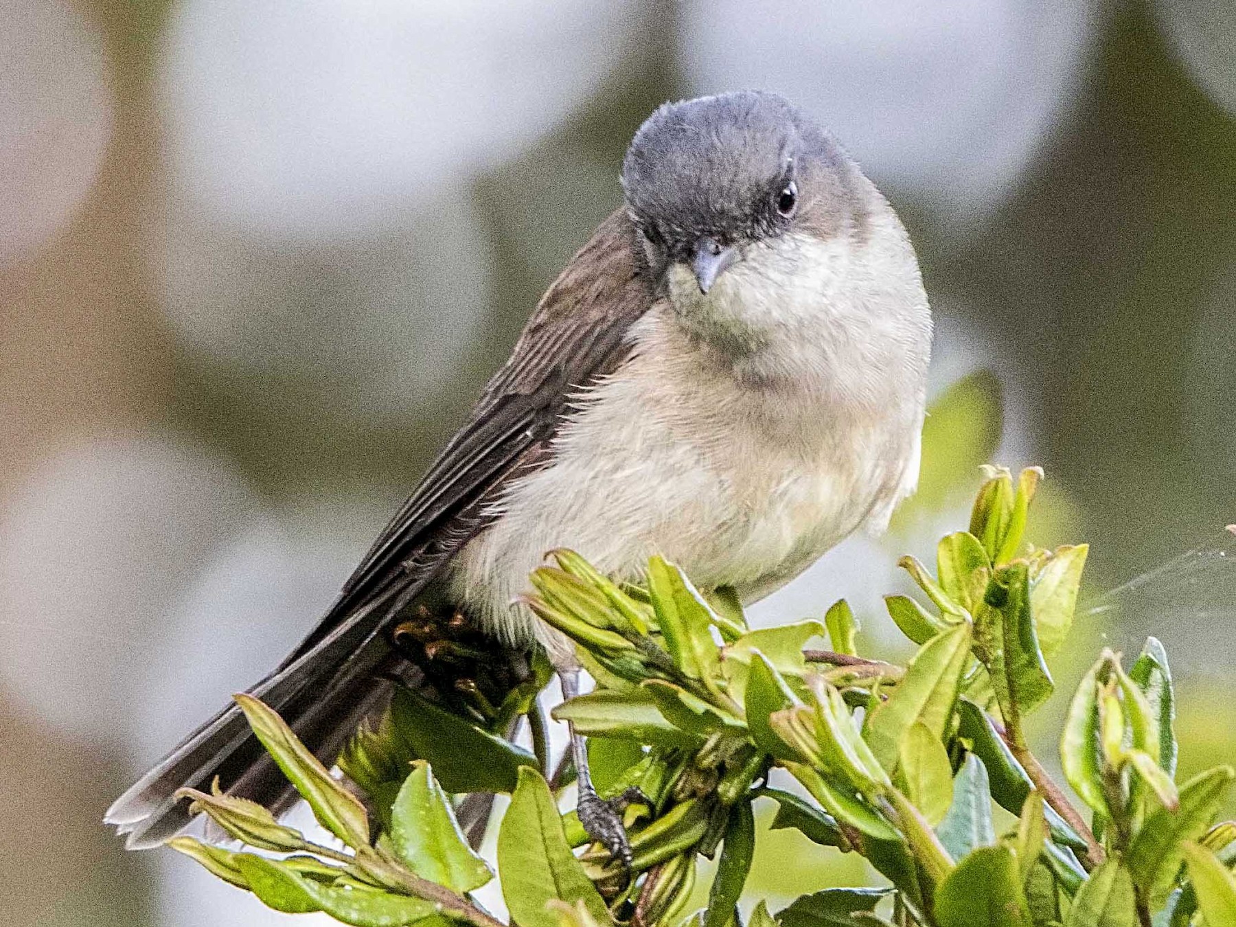 Brown-backed whistler - eBird