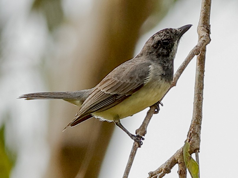 White-bellied Whistler - eBird