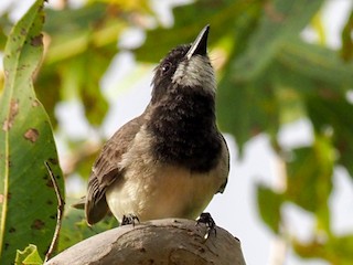 White-bellied Whistler - eBird