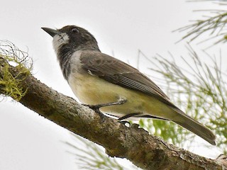 White-bellied Whistler - eBird