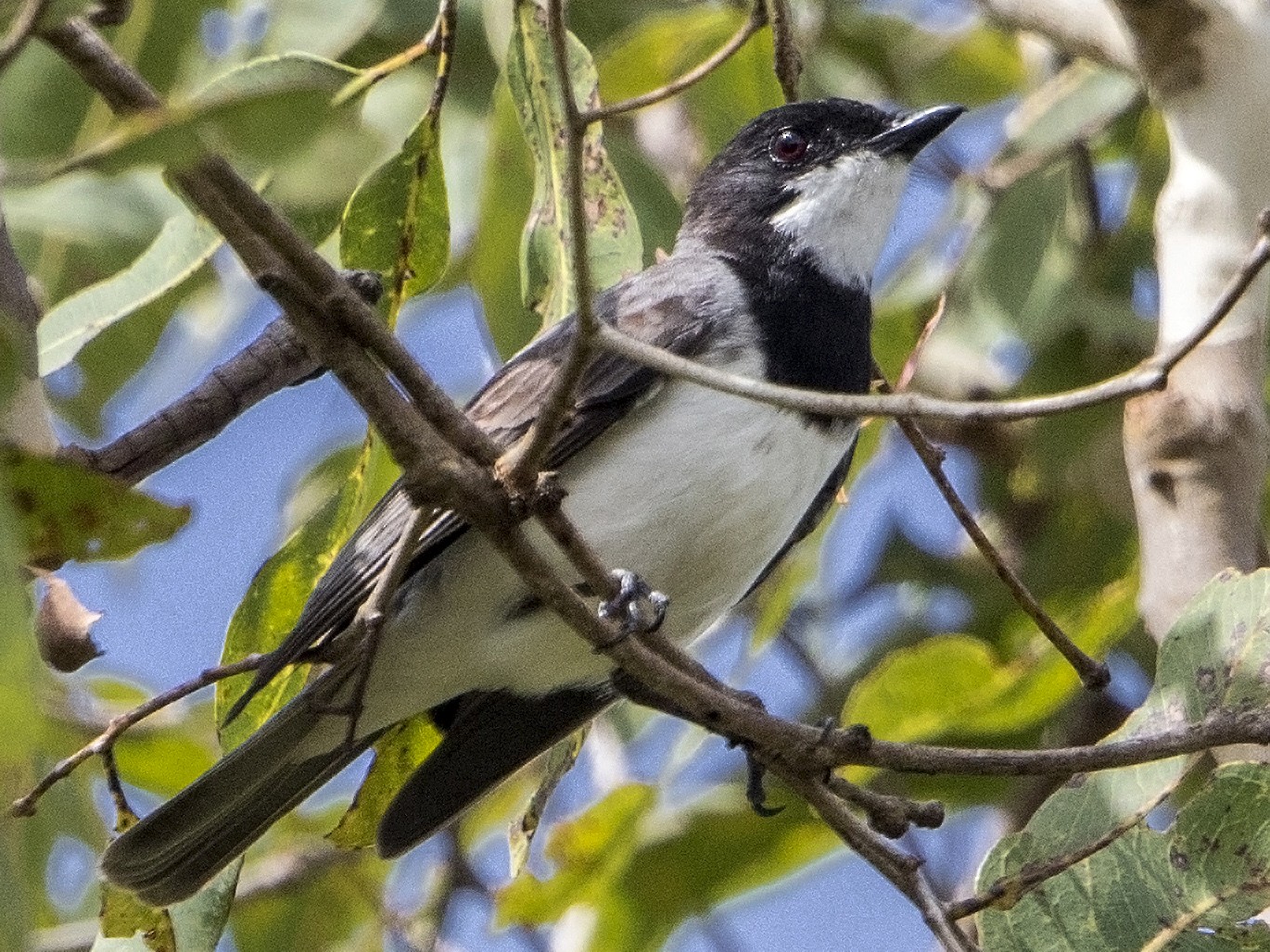 White-bellied Whistler - eBird