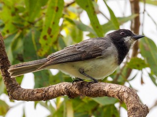 White-bellied whistler - eBird