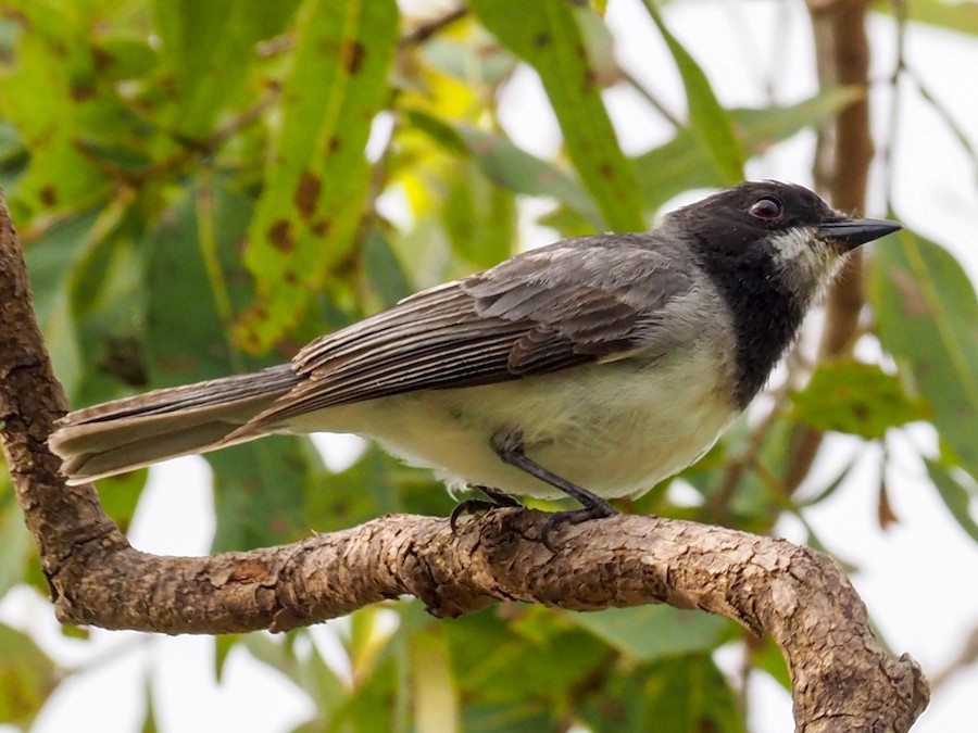 White-bellied Whistler - eBird
