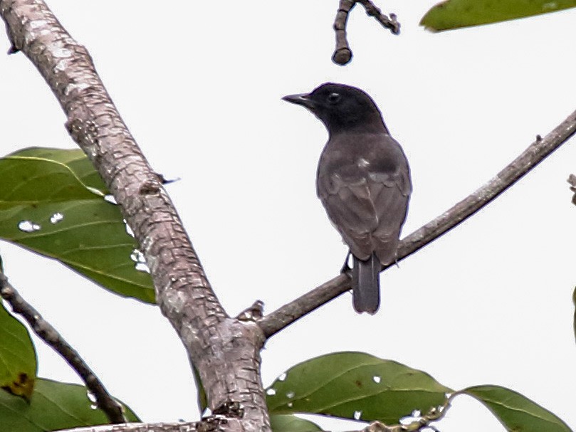 Black-headed Whistler - eBird