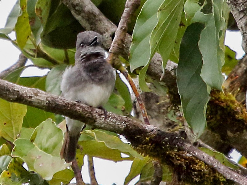 Black-headed Whistler - eBird