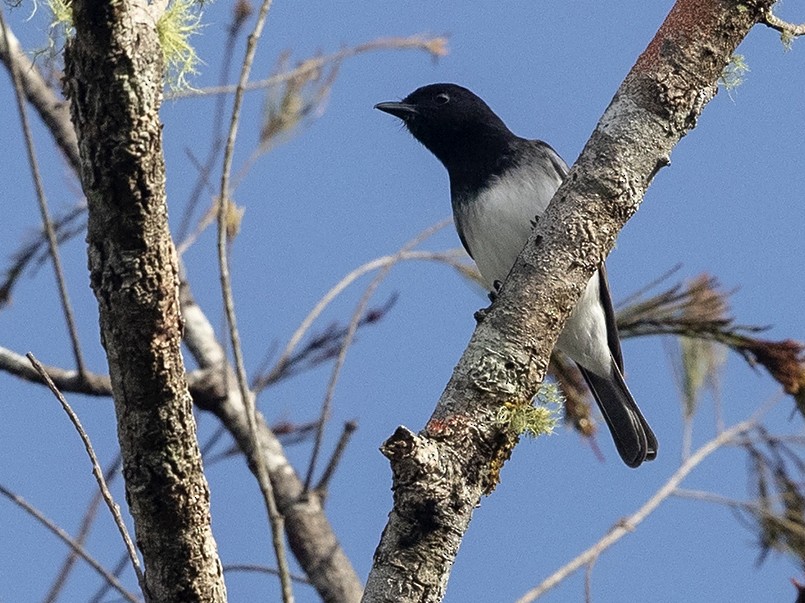 Black-headed Whistler - eBird