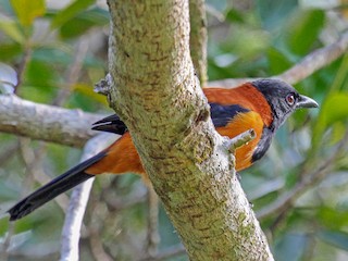Hooded Pitohui - eBird