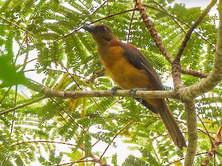Southern Variable Pitohui - eBird
