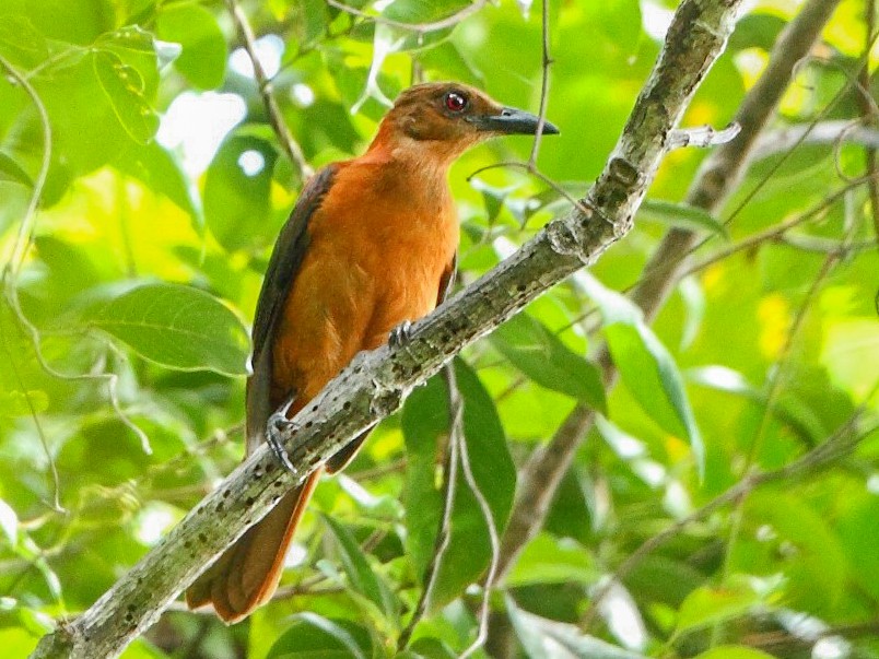 Southern Variable Pitohui - eBird