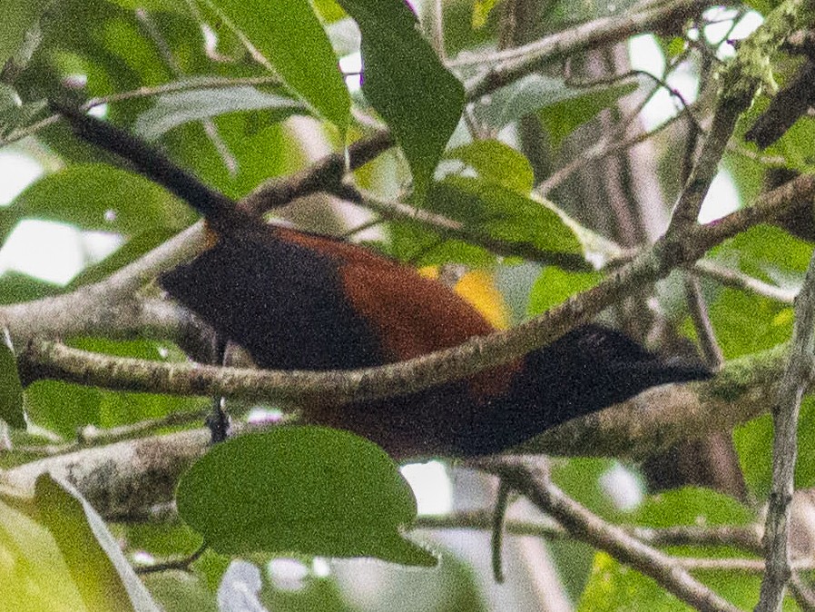 Southern Variable Pitohui - eBird