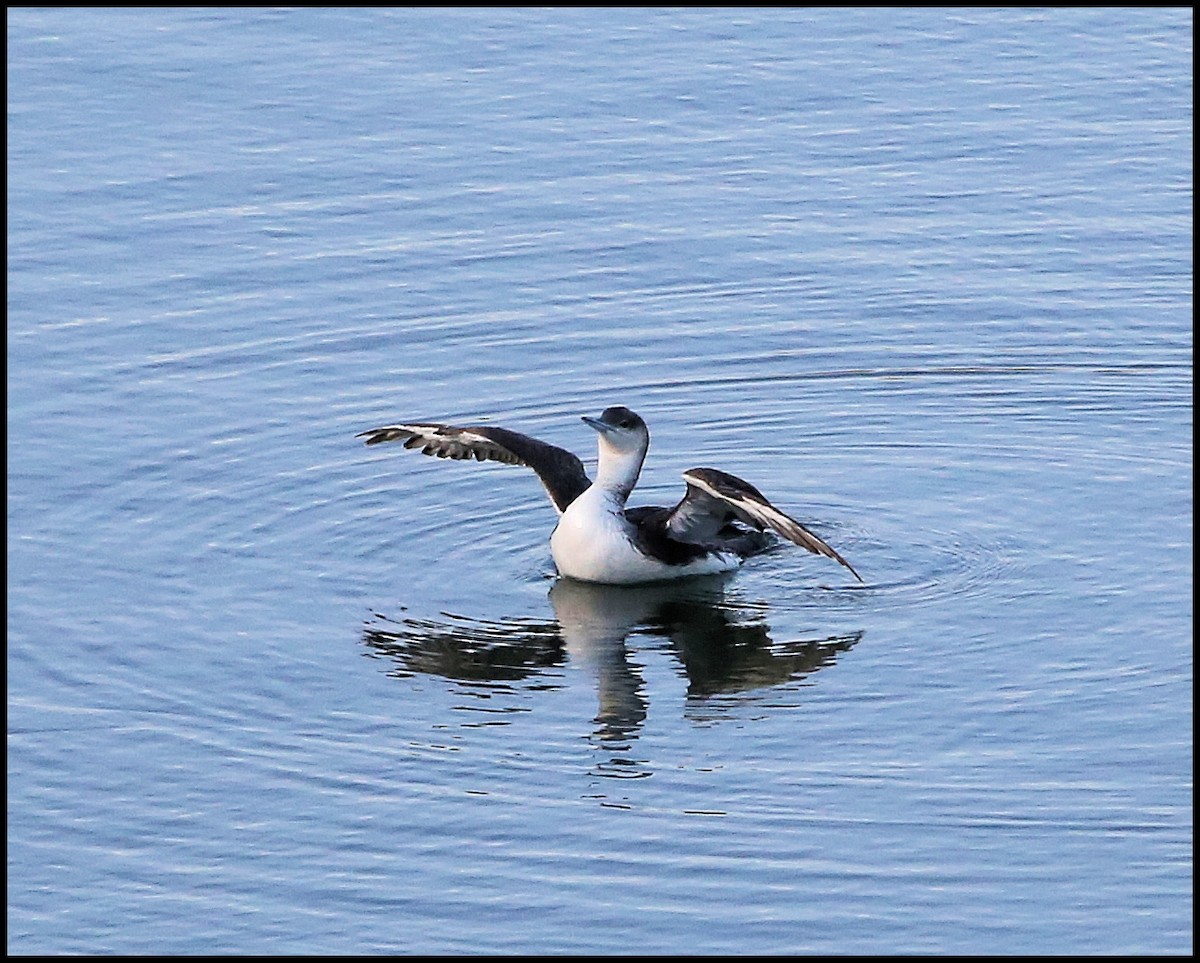 eBird Checklist - 21 Jun 2013 - Frank G. Bonelli RP/Puddingstone ...