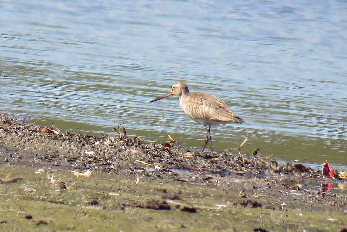 eBird Checklist - 26 Sep 2020 - Bonnet Pt Rd., Narragansett US-RI (41. ...