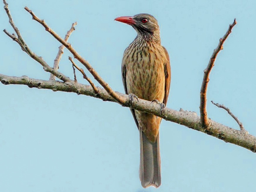 Brown Oriole - eBird