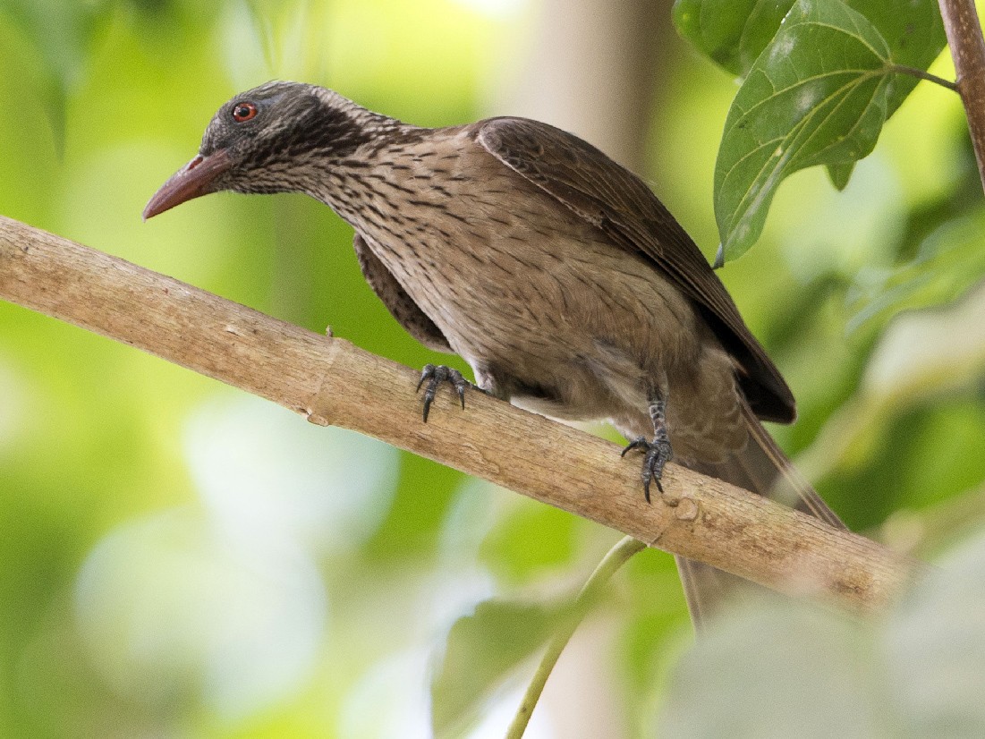 Brown Oriole - eBird