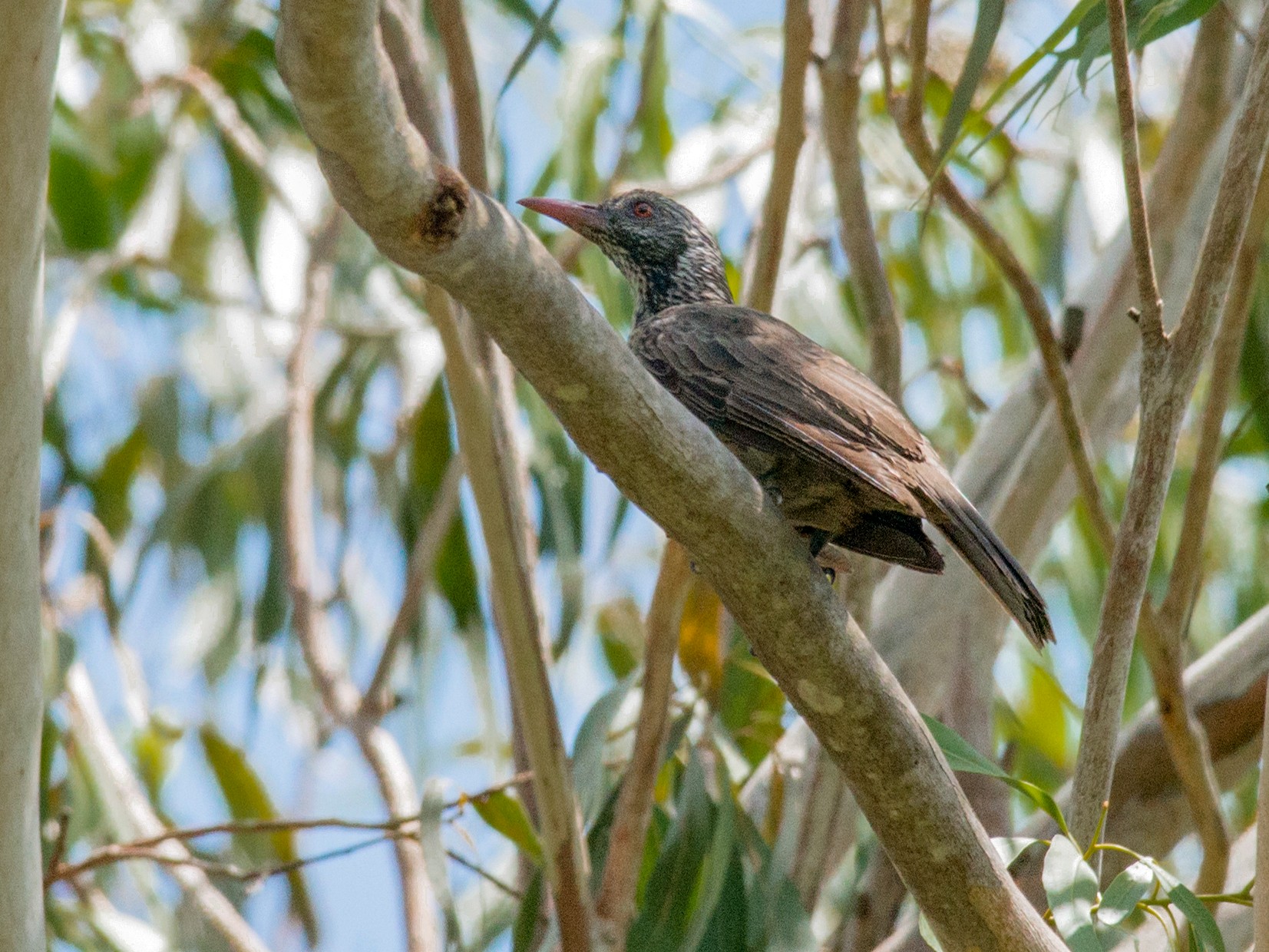 Brown Oriole - eBird