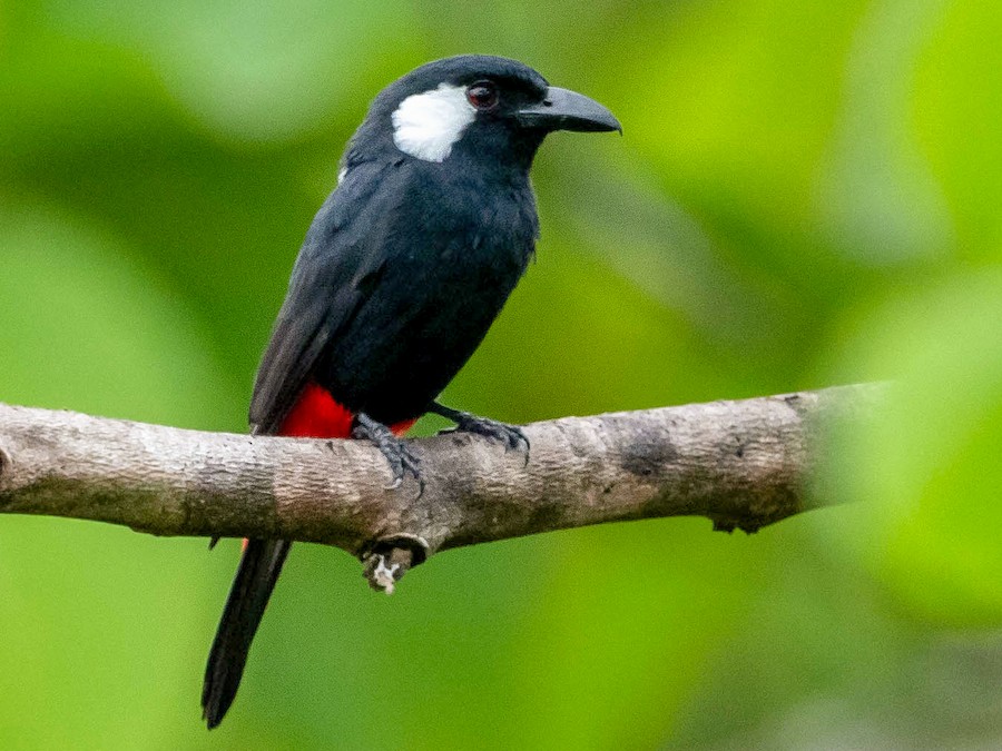 Lowland Peltops - eBird