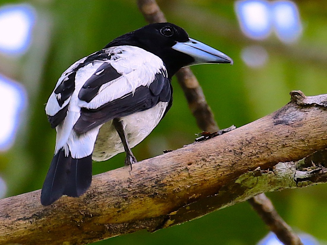 Hooded Butcherbird - eBird