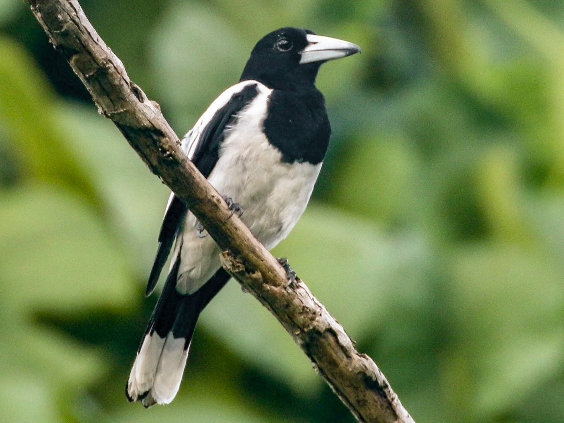 Hooded Butcherbird - eBird