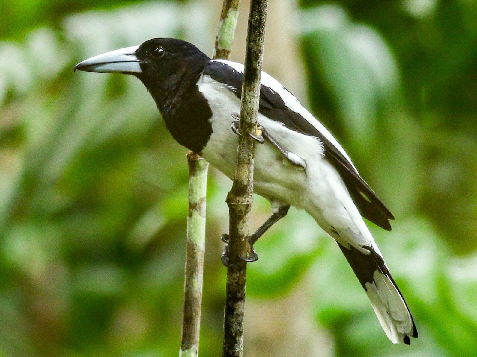 Hooded Butcherbird - eBird