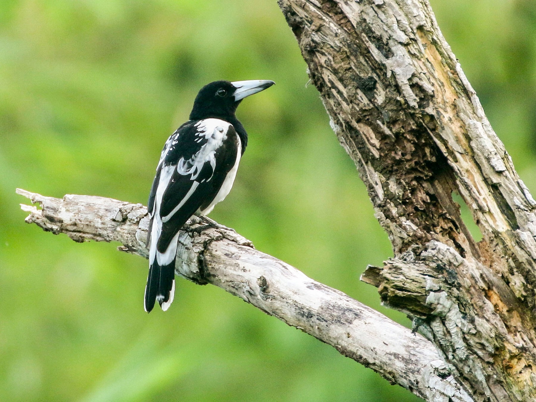 Hooded Butcherbird - eBird